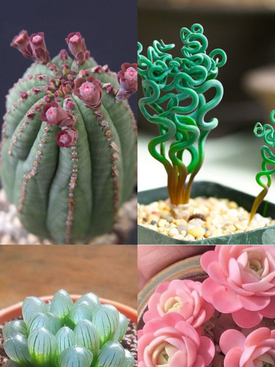 Alien-Like Houseplants You Never Knew Existed | Times Now