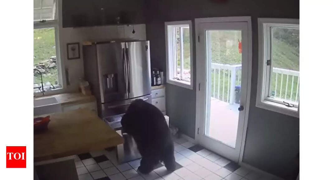 Viral: Bear breaks into a home to have leftover food, watch video ...