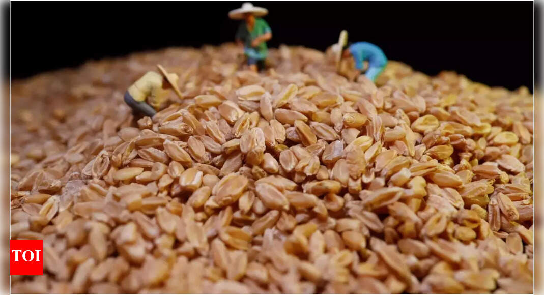 Paris Wheat: Paris wheat falls back after rally - Times of India