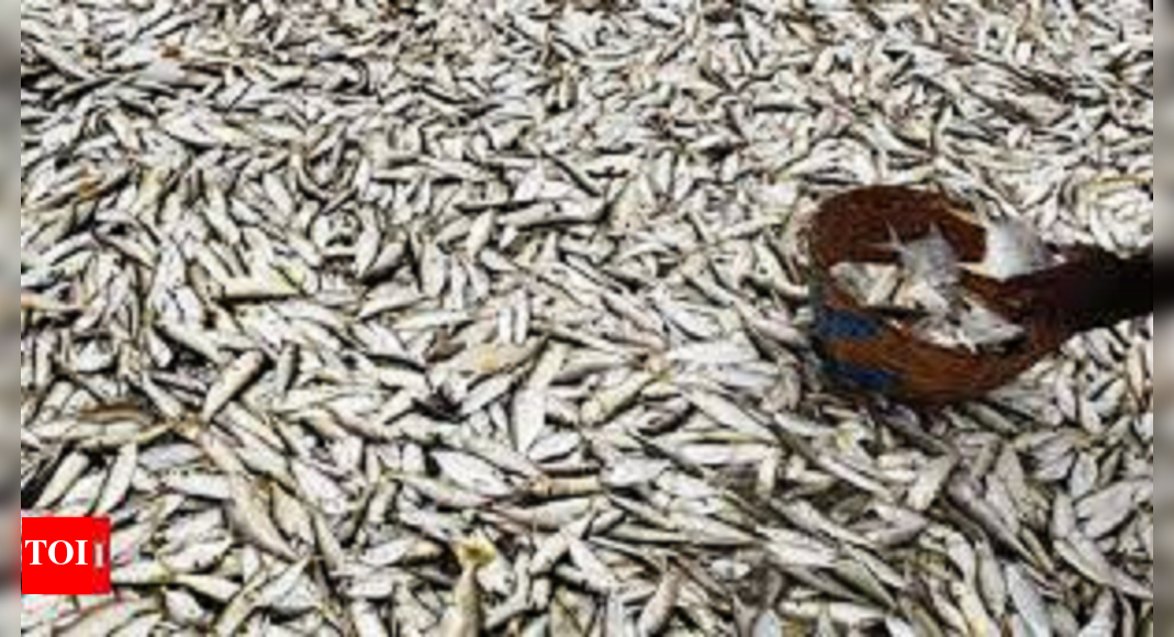 Ecology: Toxic chemicals in 22 types of dried fish in city: Study ...