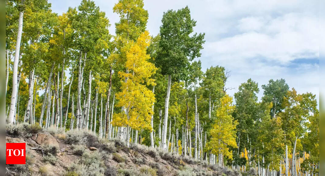 Tree: World's largest tree in Utah, Pando, speaks: Recordings reveal ...