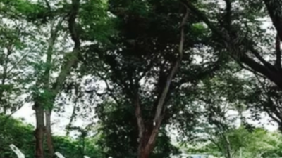 Mumbai: Plan to restore Aarey as family picnic attraction | Mumbai News ...