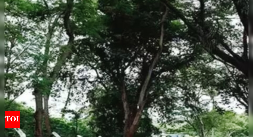 Mumbai: Plan to restore Aarey as family picnic attraction | Mumbai News ...