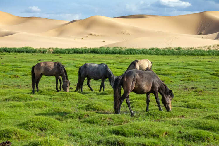 Photos from Mongolia, a travel destination that's surprisingly ...