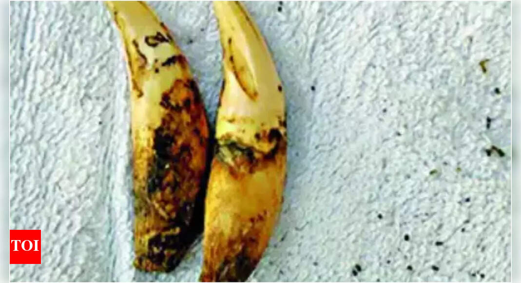 Evolution: Elephant teeth: how they evolved to cope with climate change ...