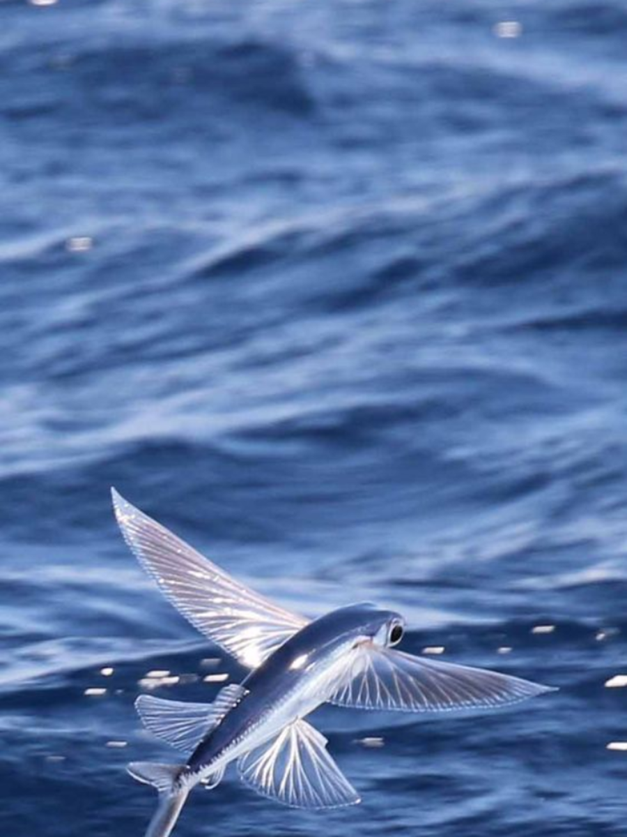 7 Animals That Can Swim And Fly | Times Now