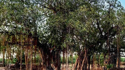 Trees: Over 1k Trees Get Heritage Tag, Up To A Mth’s Jail Proposed For ...