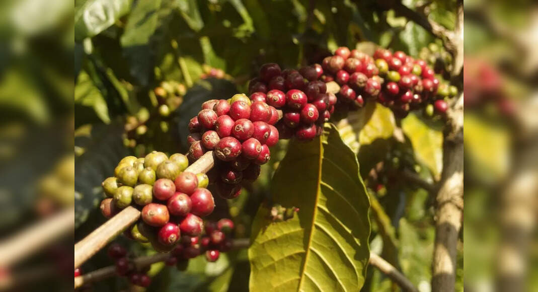 Coorg and its love affair with coffee, - TimesTravel