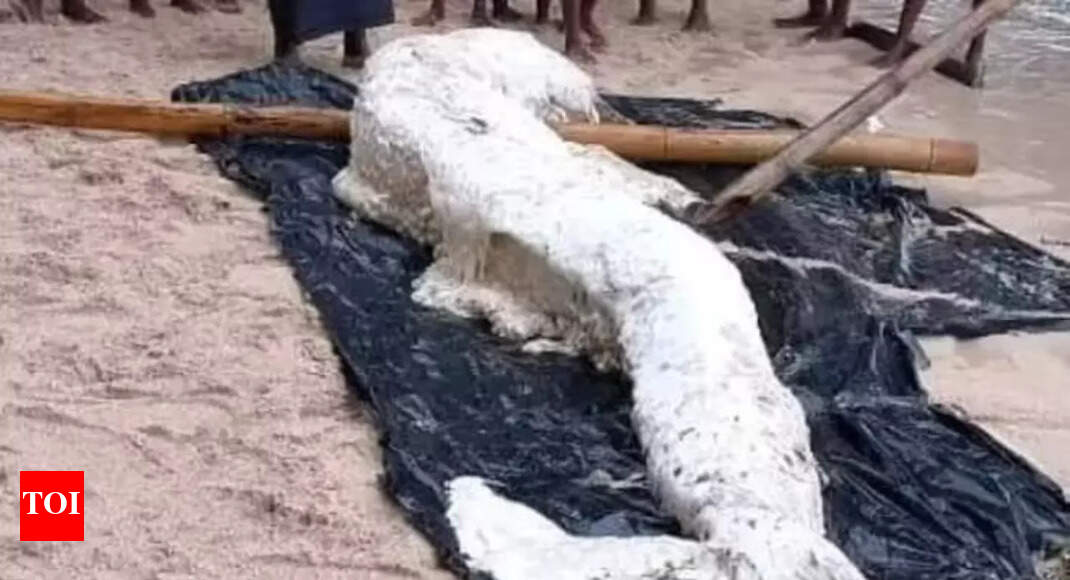 Mysterious "mermaid-like" creature found, baffles experts - Times of India