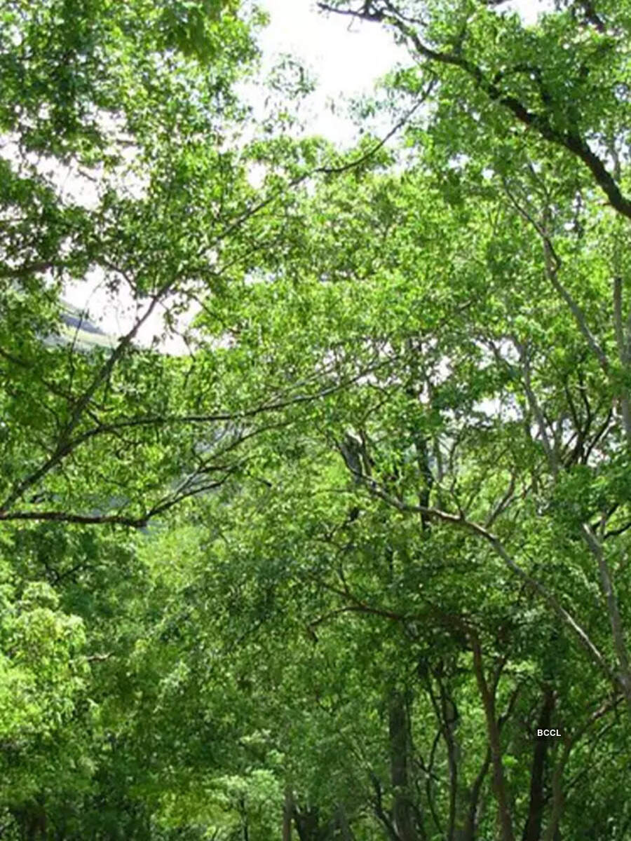Discovering the uncharted stories of the sandalwood tree | Times of India