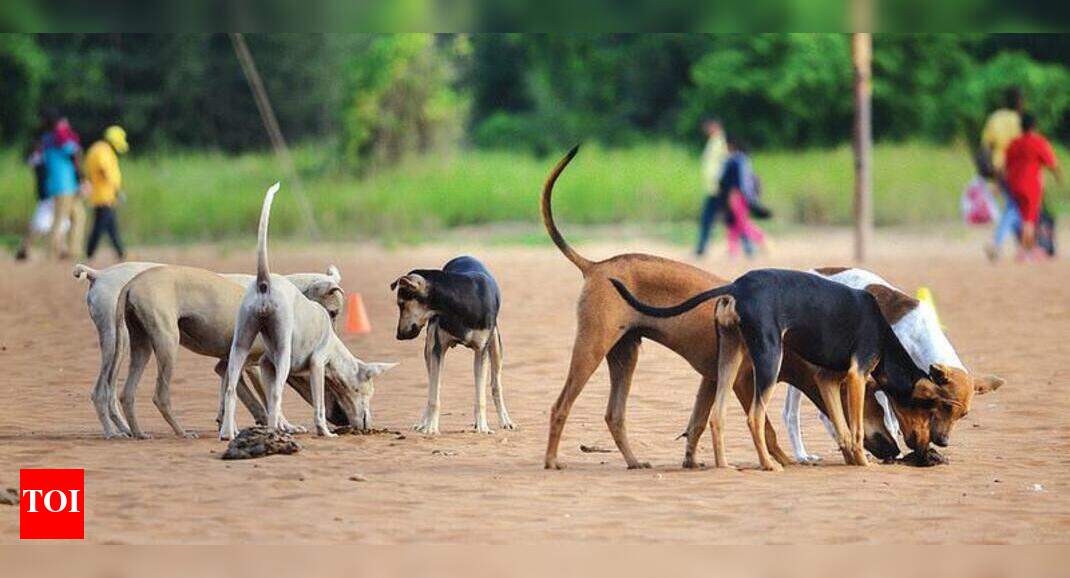 Mission Rabies plans border checks for dogs brought from Maharashtra ...