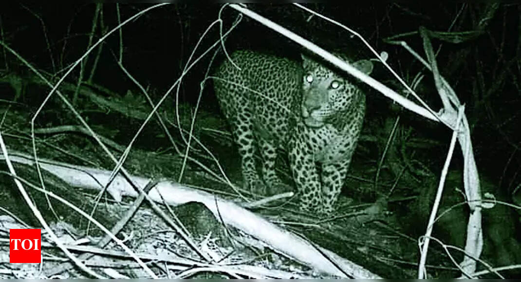 Quality Of Life: Cages, Cameras Set Up To Trap Stray Leopard ...