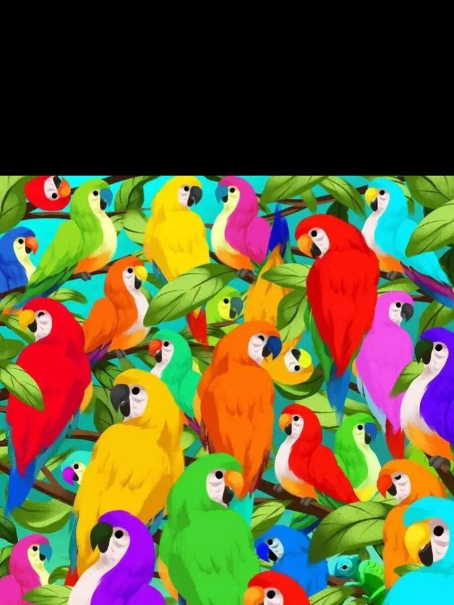 Optical Illusion Only The Sharpest Eyes Can Spot The Hidden Chameleon