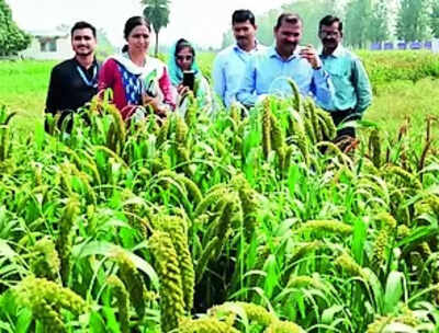 Quality Of Life: Centre On Millets Gets Going | - Times of India