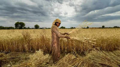 Taiwan buys some 52,000 ton wheat of US-origin - Times of India