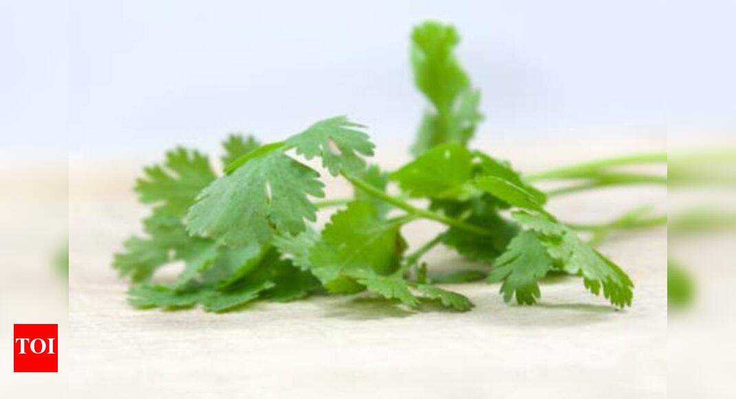 Garlic and coriander add aroma to curry - Times of India
