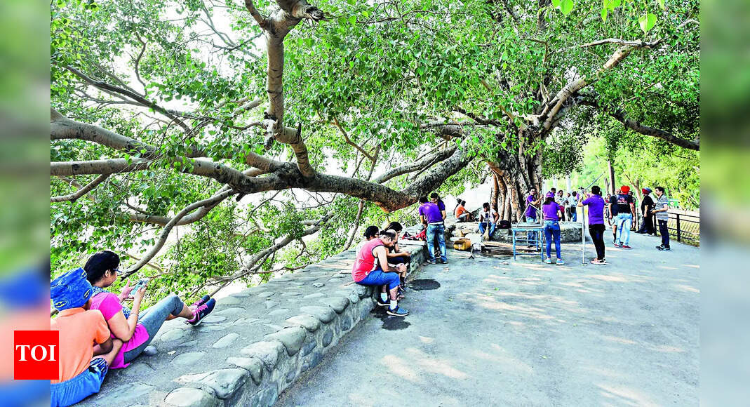 Tree Health: Tree Pruning: Forest Dept To Prescribe The Right Way ...