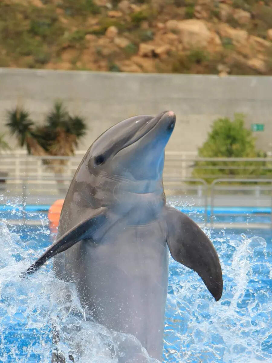 10 most intelligent animals on Earth | Times of India