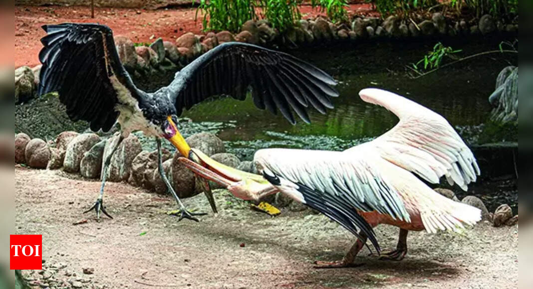 Rehabilitation, Relocation, Snakes, Enclosures, Animals: Animals From ...