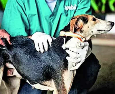 Vaccine: Vaccination, Notifiable Disease Tag To Combat Rabies In State ...