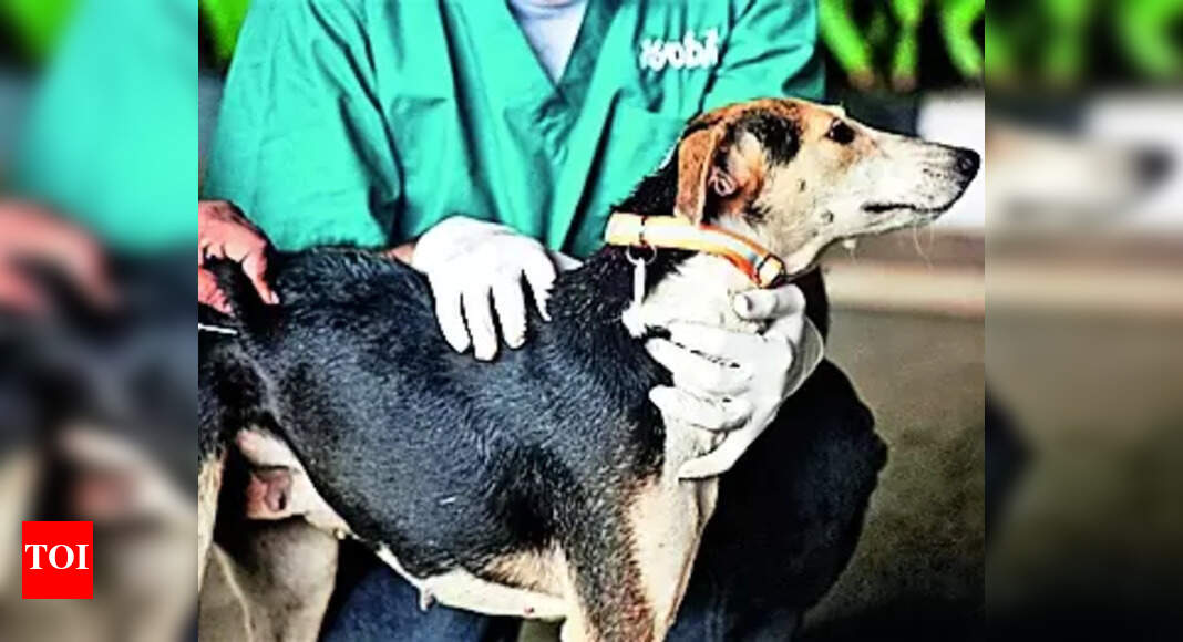 Vaccine: Vaccination, Notifiable Disease Tag To Combat Rabies In State ...