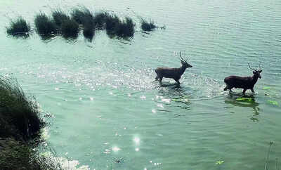 Quality Of Life: Forest Dept Explores Potential Ecotourism Sites In ...