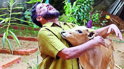 Cow swayamvar in Andhra Pradesh: Bulls from across nation to test their ...