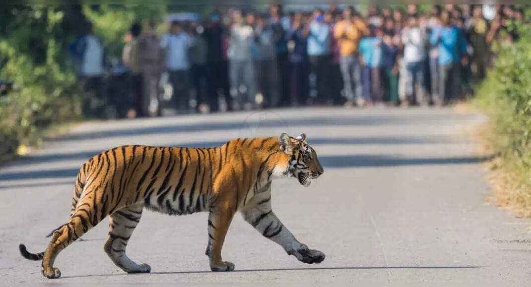 Tiger tales from India’s most famous national parks, India - TimesTravel