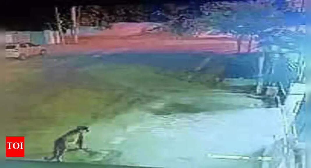 Leopard in Bangalore: Leopard spotted near Bengaluru E-City, forest ...