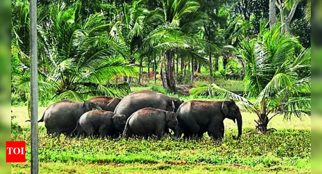 Feast: Elephants Feast On Chakulia Paddy Fields In East S’bhum | Ranchi ...