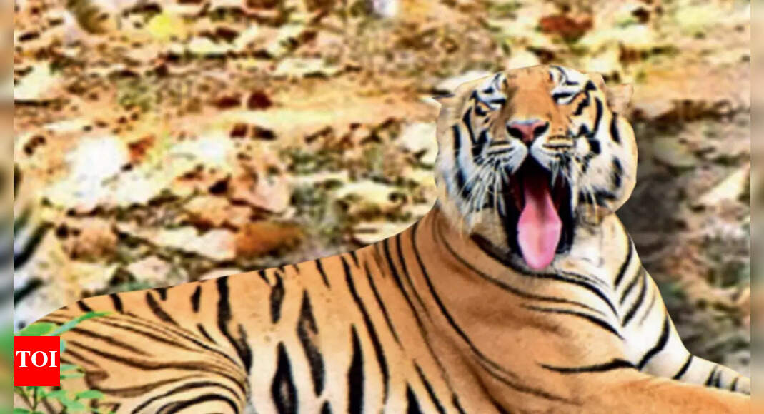 Tiger scare grips Srikakulam villages | Visakhapatnam News - Times of India
