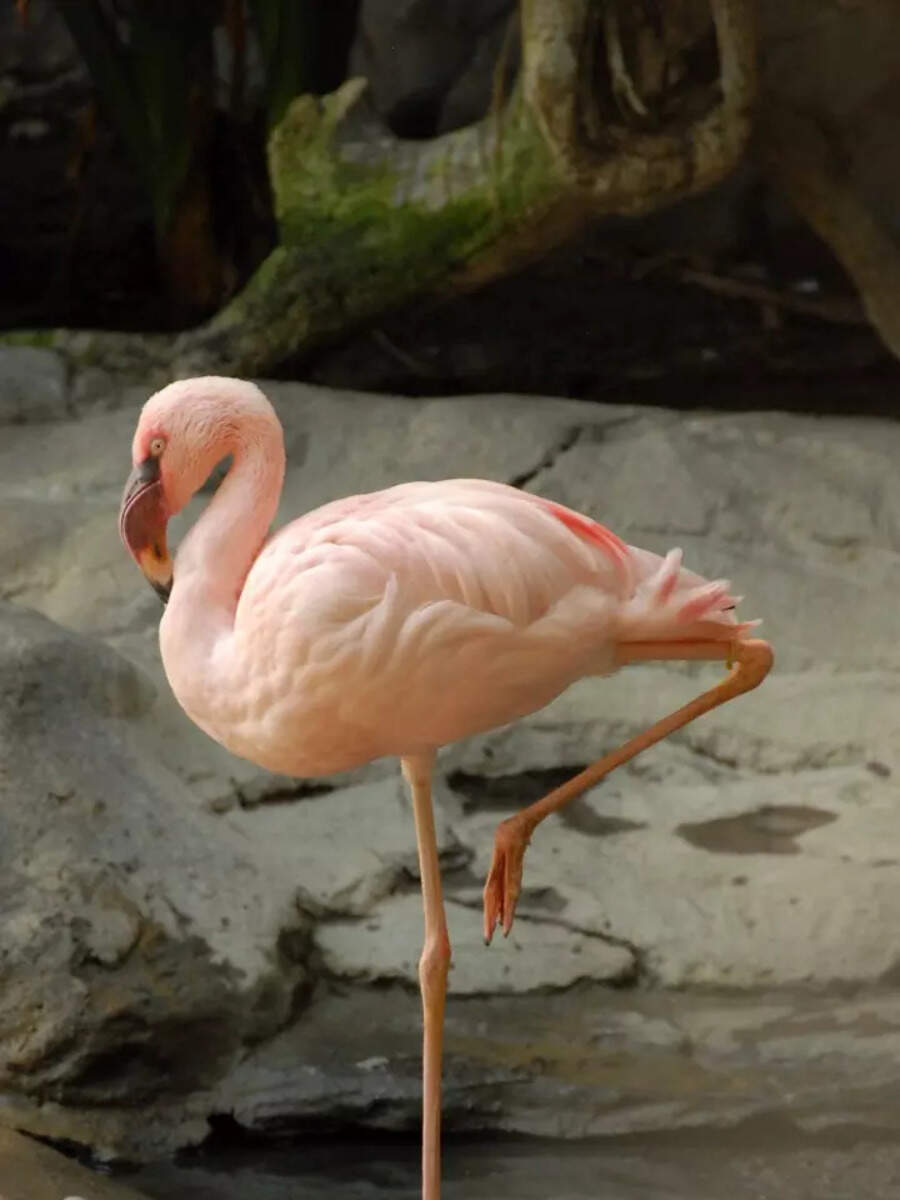 Most unique birds of the Indian subcontinent | Times of India