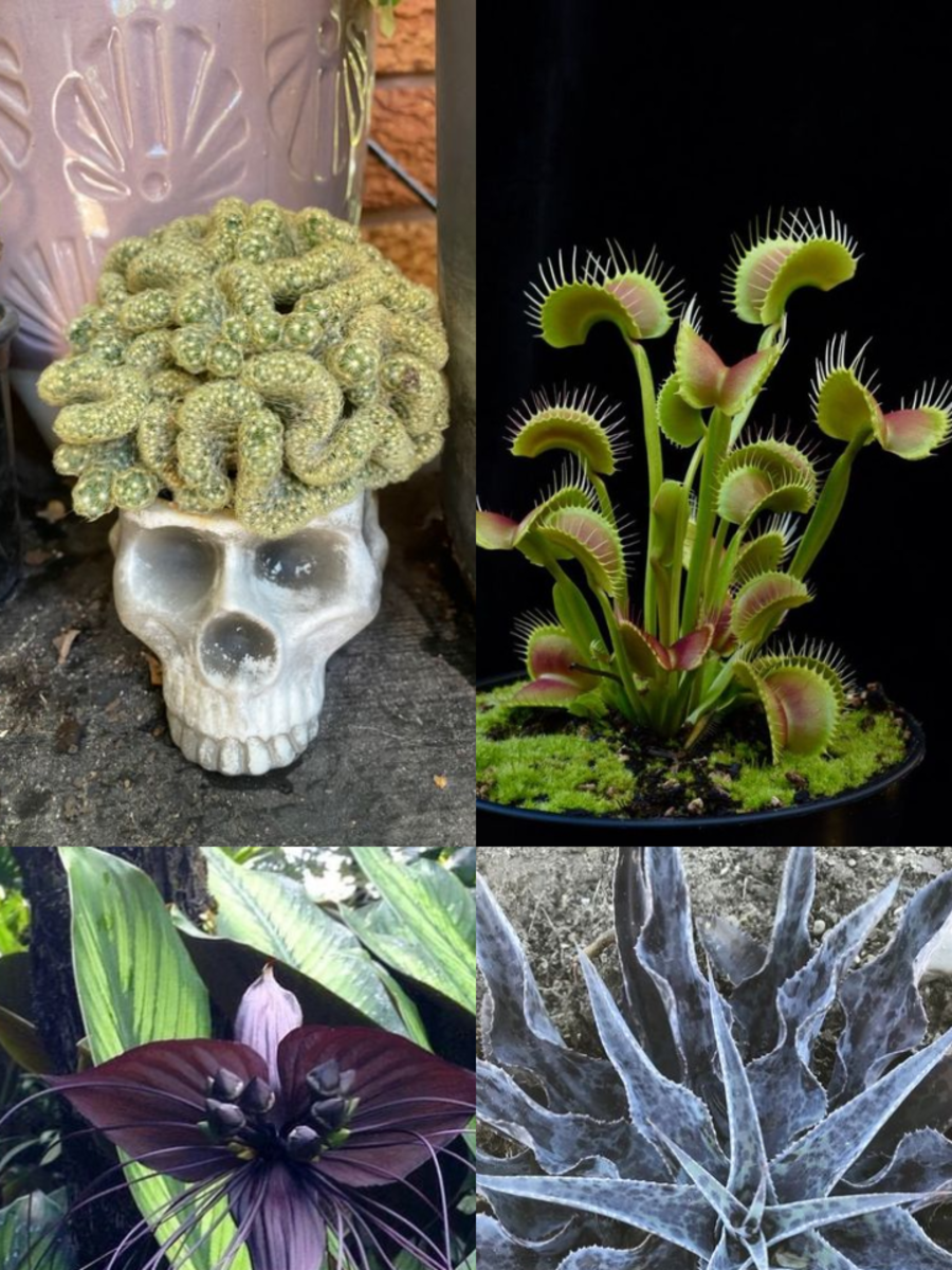 Halloween Decor: 9 Indoor Plants For That Spooky Effect | Times Now