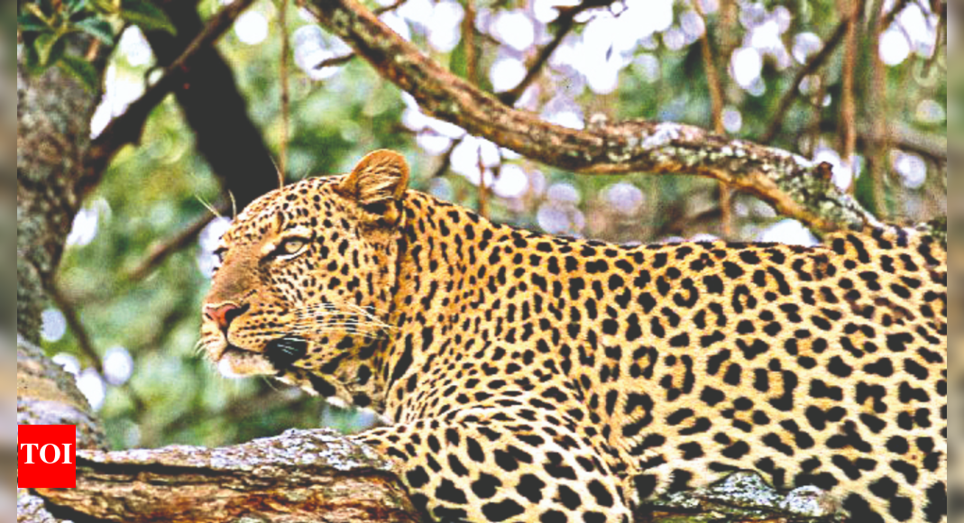 Maharashtra: Leopard that killed 3 in Dhule finally trapped | Nashik ...