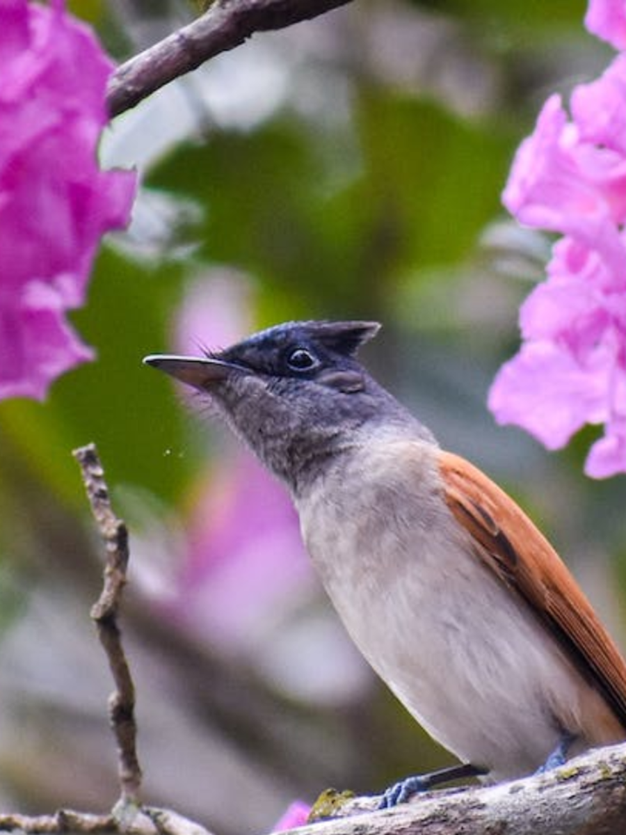 7 Most Unique Birds Of The Indian Subcontinent | Times Now