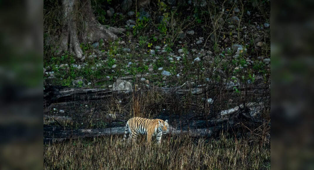Uttarakhand Govt. to set up Rajaji Tiger Reserve Conservation ...
