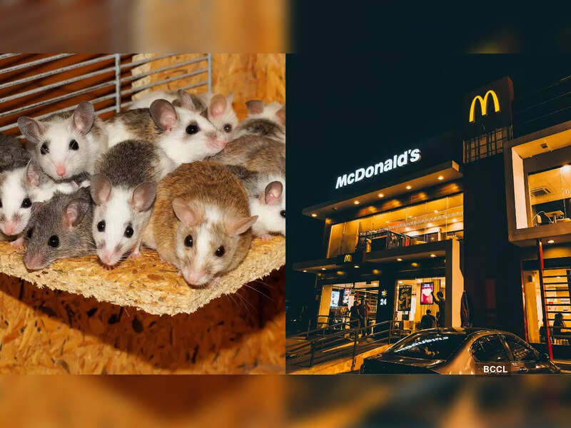 Horrifying! Man releases rats in a McDonalds, here's what happened next ...
