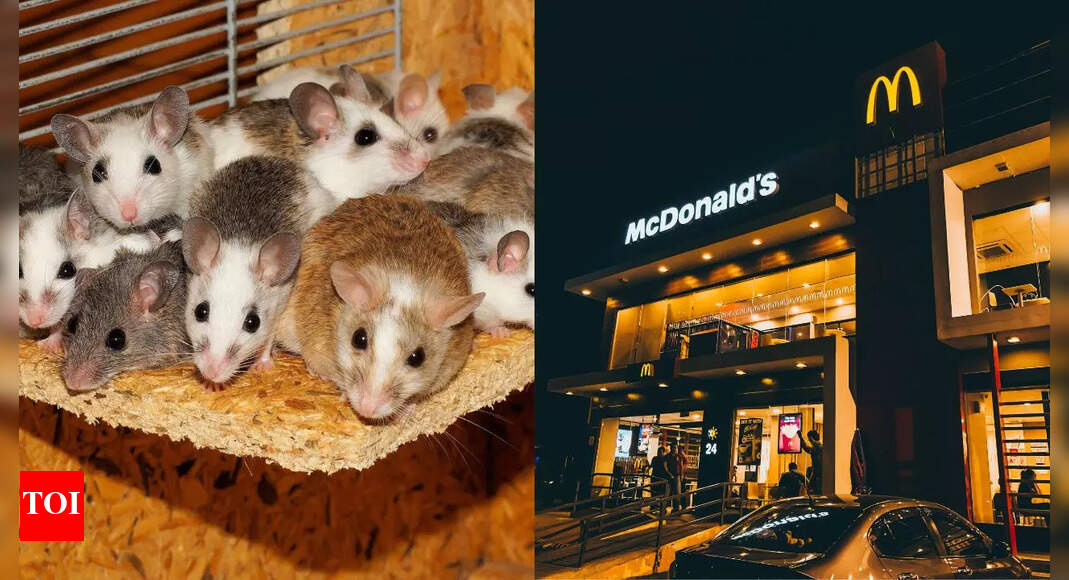 Horrifying! Man releases rats in a McDonalds, here's what happened next ...