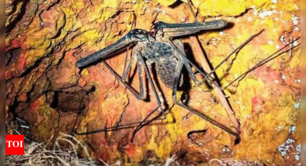 Goa researchers first in India to study feelers on 'chabuk mauli' whip ...