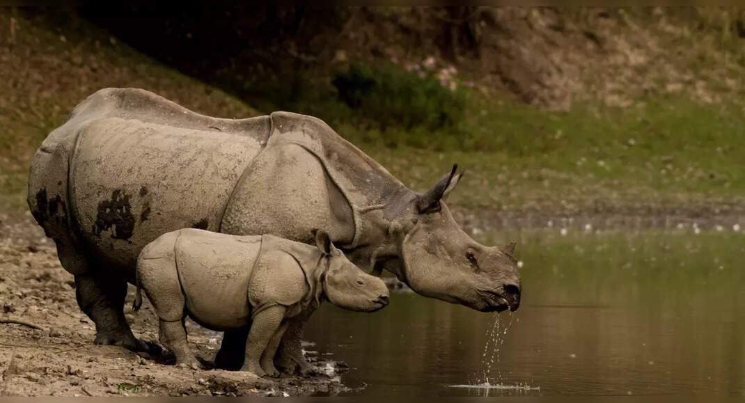 Photos to inspire a trip to Assam’s Kaziranga National Park | Times of ...