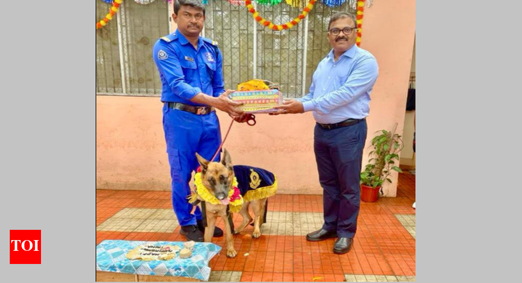 Chennai customs sniffer dog Irina retires | Chennai News - Times of India