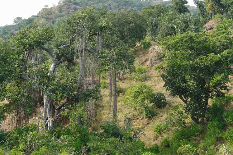 Forest pockets in Delhi perfect for a day out in nature | Times of ...