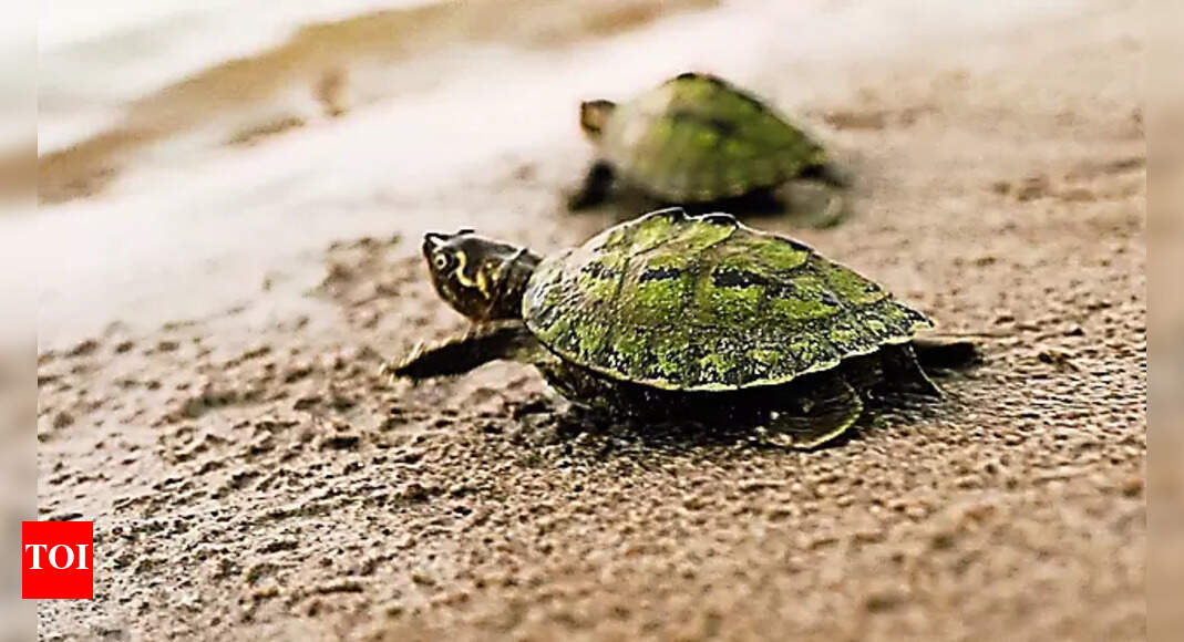 Turtle Conservation: Turtle Conservation Gets A Boost As 2k+ Eggs Hatch ...