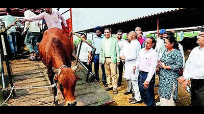 Cow Protection: 60-day Special Cow Protection Drive Launched | Lucknow ...