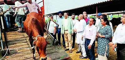 Cow Protection: 60-day Special Cow Protection Drive Launched | - Times ...