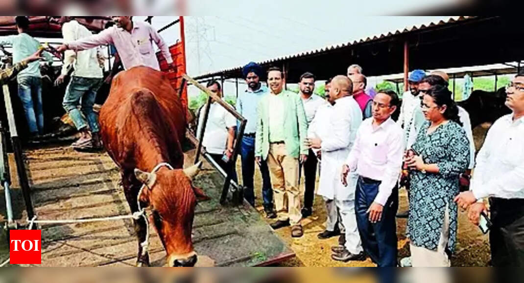Cow Protection: 60-day Special Cow Protection Drive Launched | Lucknow ...