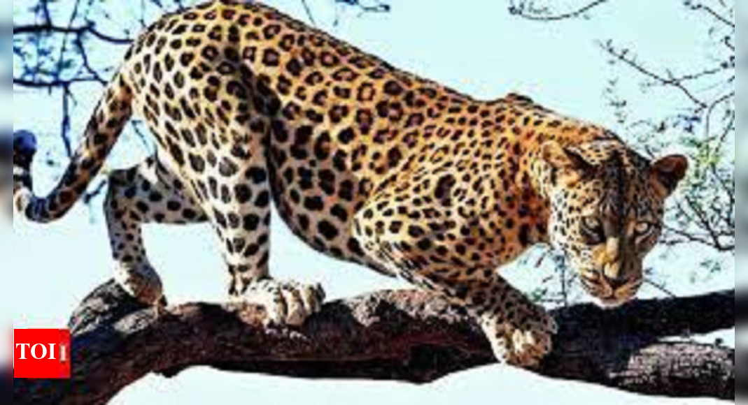 Pugmarks: Leopard shot dead in Bengaluru: Crisis ends but some rue its ...