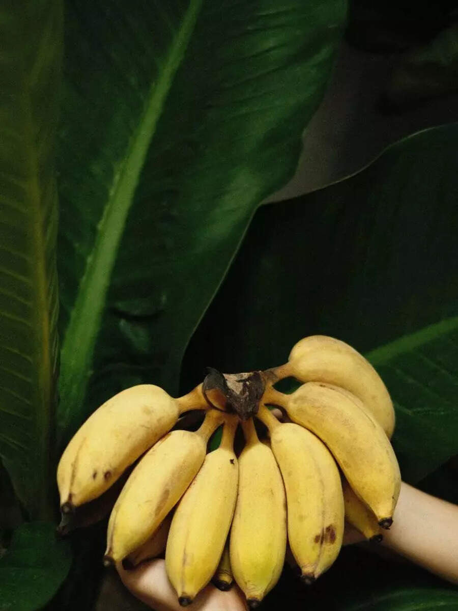 10 types of bananas one need to know | Times of India