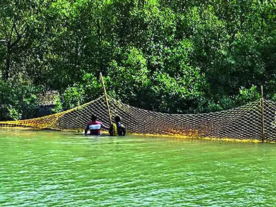 Village: Tiger Enters Sundarbans Village, Foresters Set Up Nets, Trap ...