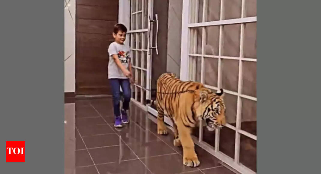 Watch: Boy with chained tiger sparks outrage among netizens - Times of ...